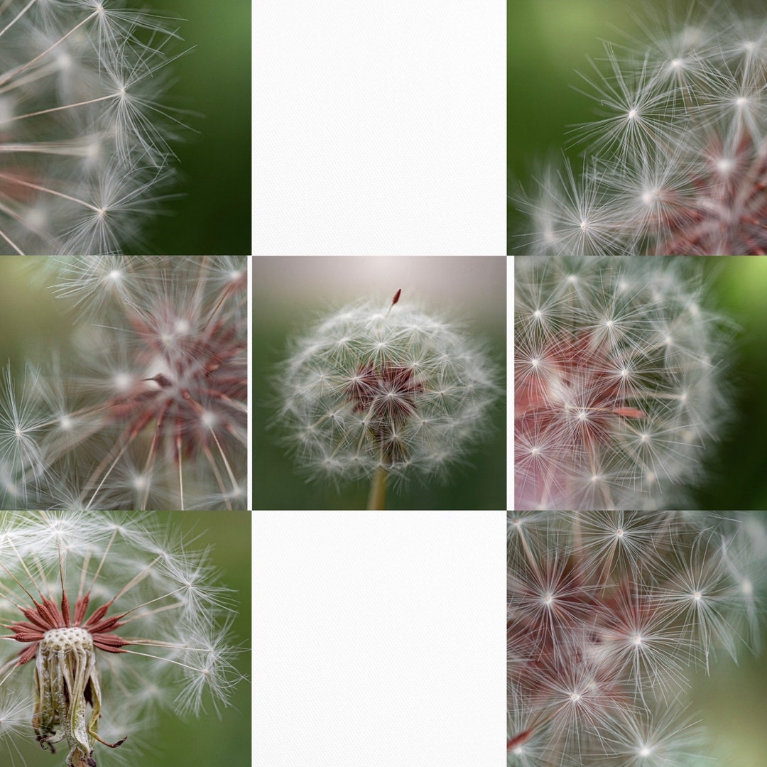 Series of 7 Dandelion Puff Pictures for Download (first 4 Pictures) - Etsy