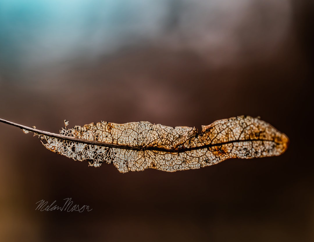 Leaf Skeleton Macro Digital Photo - Etsy