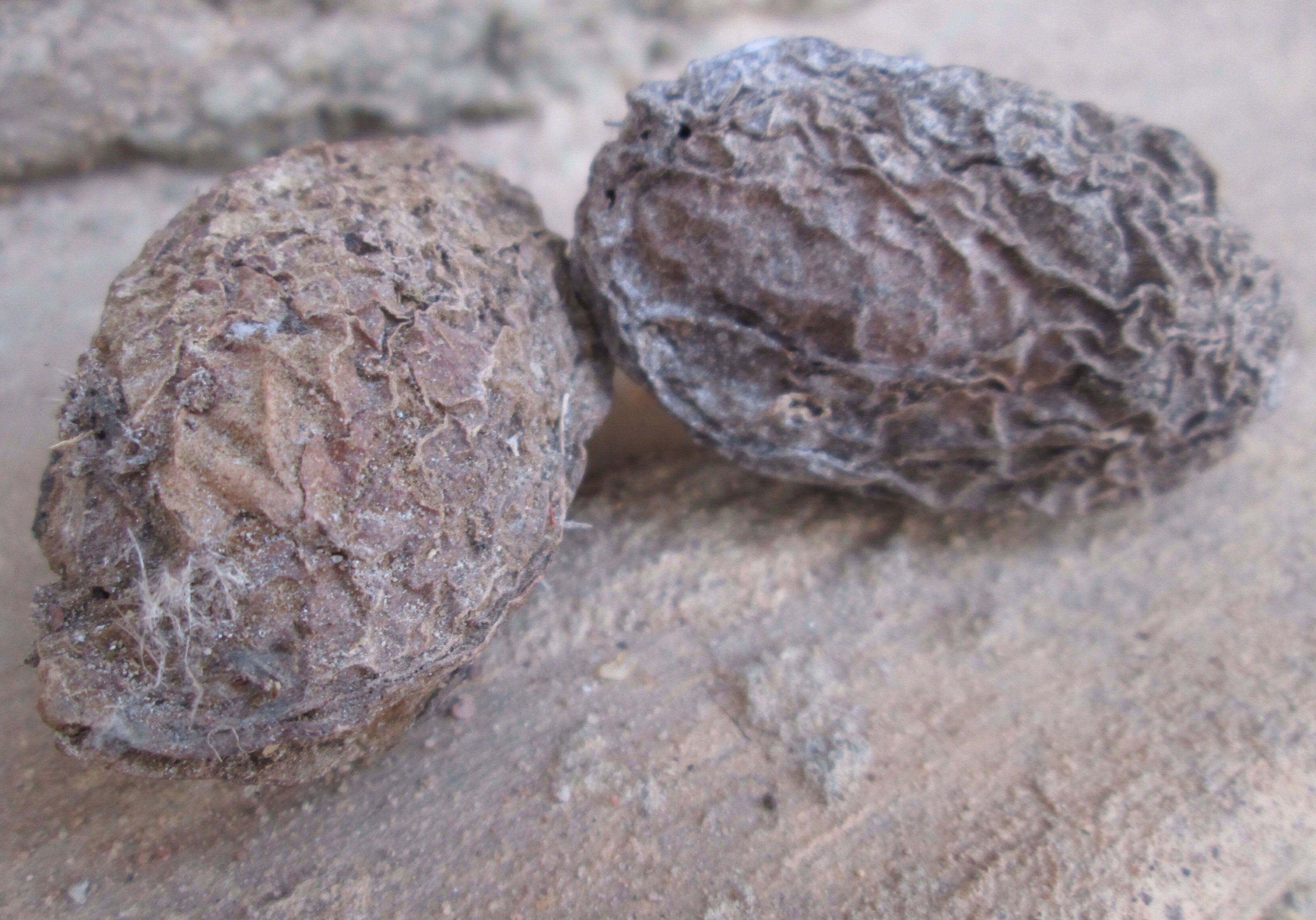 Obi Edun Monkey Kola - Etsy