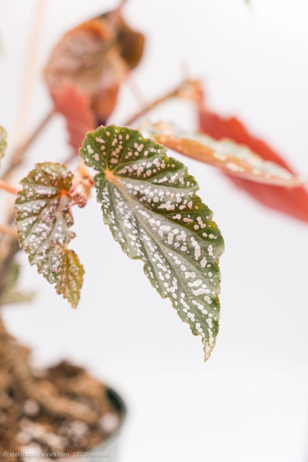 Begonia Benigo Pink (small Polka Dots) Established 14" Tall in 4" Pot ...