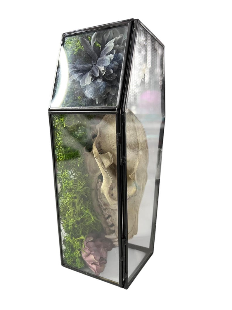 Real Skull Coffin Shape Terrarium / Cottage Core / Gothic Decor / Dark ...