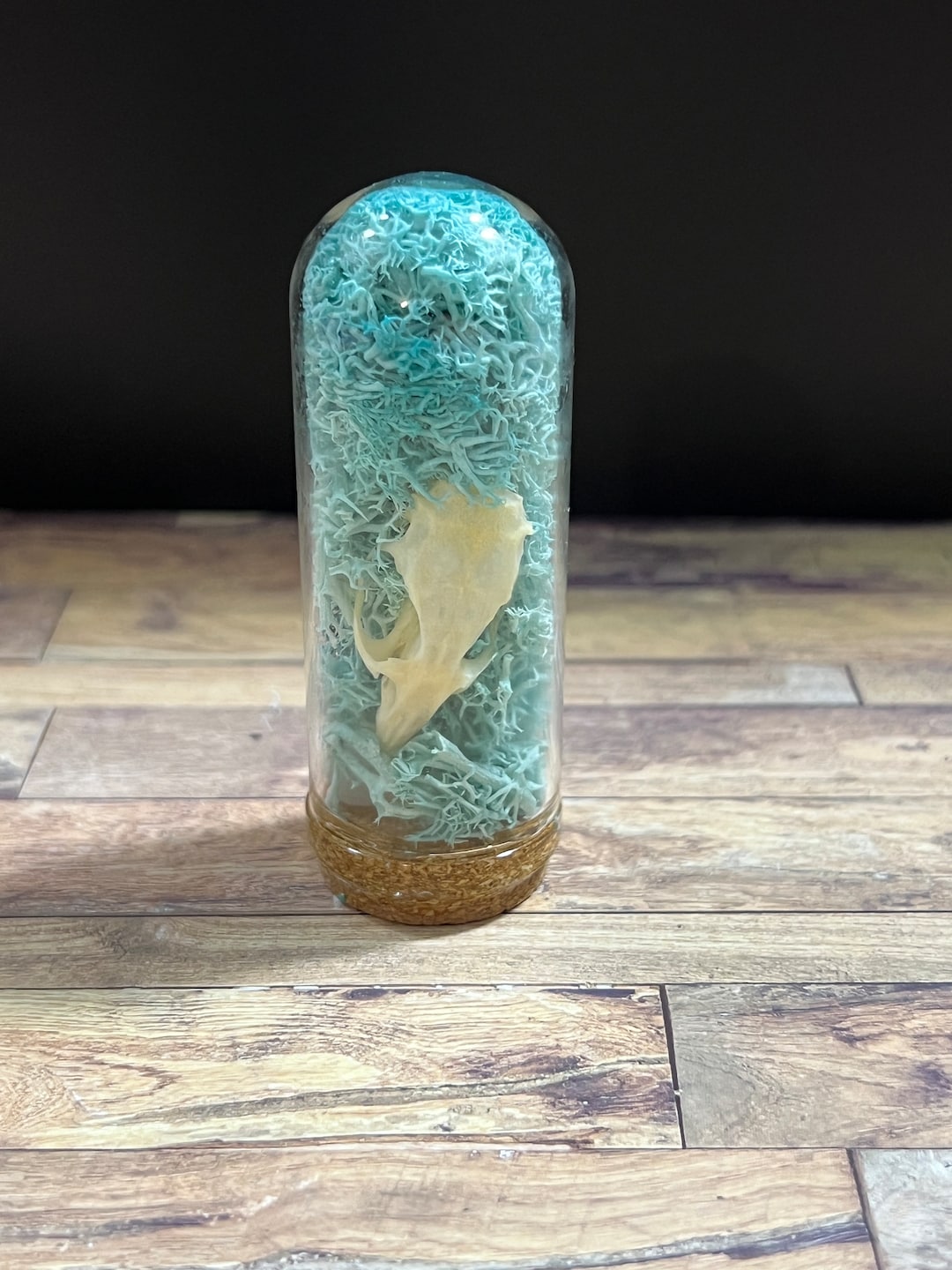 Bone Jar Terrarium / Oddities Display / Taxidermy - Etsy