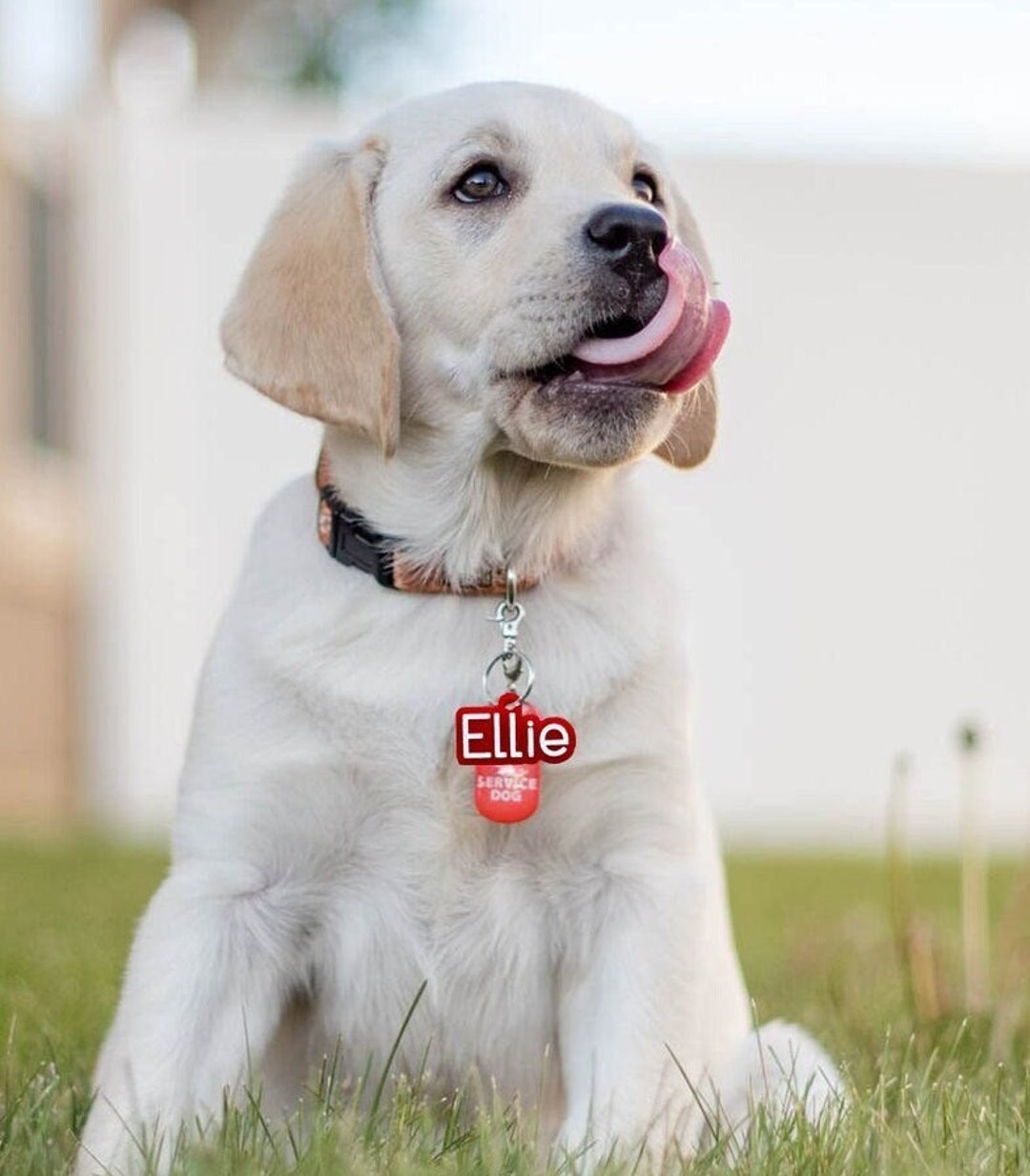 Custom Dog Tag // RED Acrylic Dog Tag // Personalized Pet Tag // Cat ...