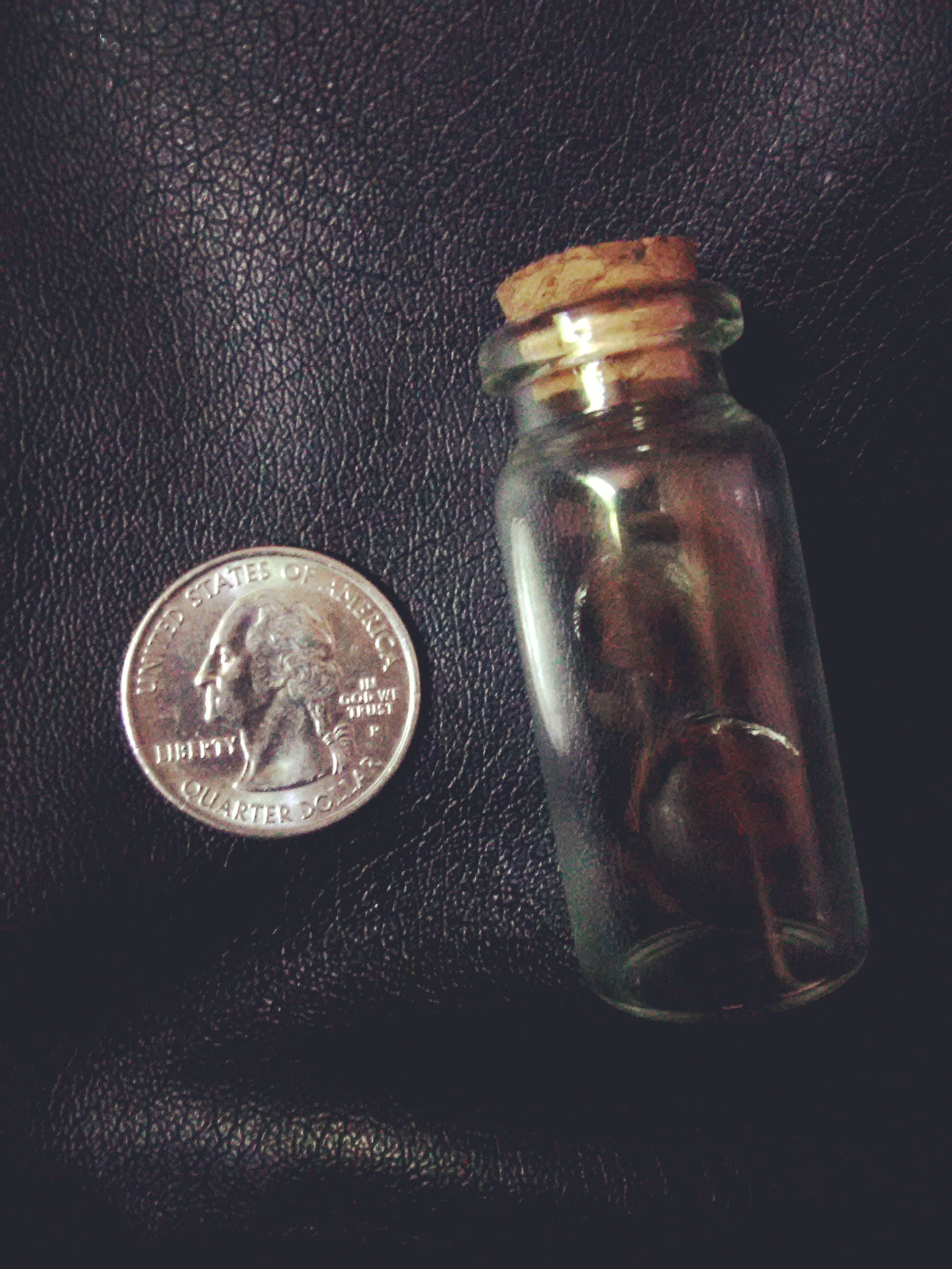 Large Tarantula Fangs - Etsy