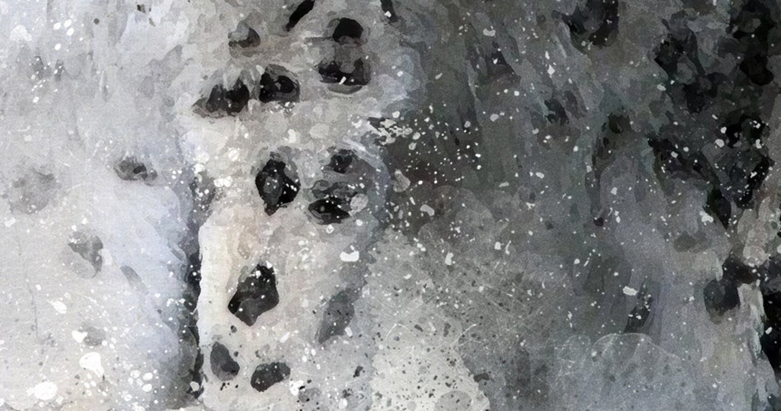 Snow Leopard Print – Limited Edition Art – From Original Phil Daniels ...