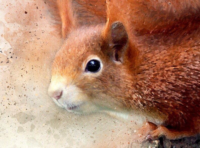 Red Squirrel Print – Limited Edition Art – From Original Phil Daniels ...