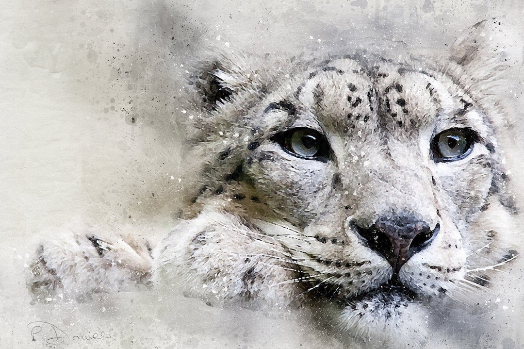 Snow Leopard Print – Limited Edition Art – From Original Phil Daniels ...