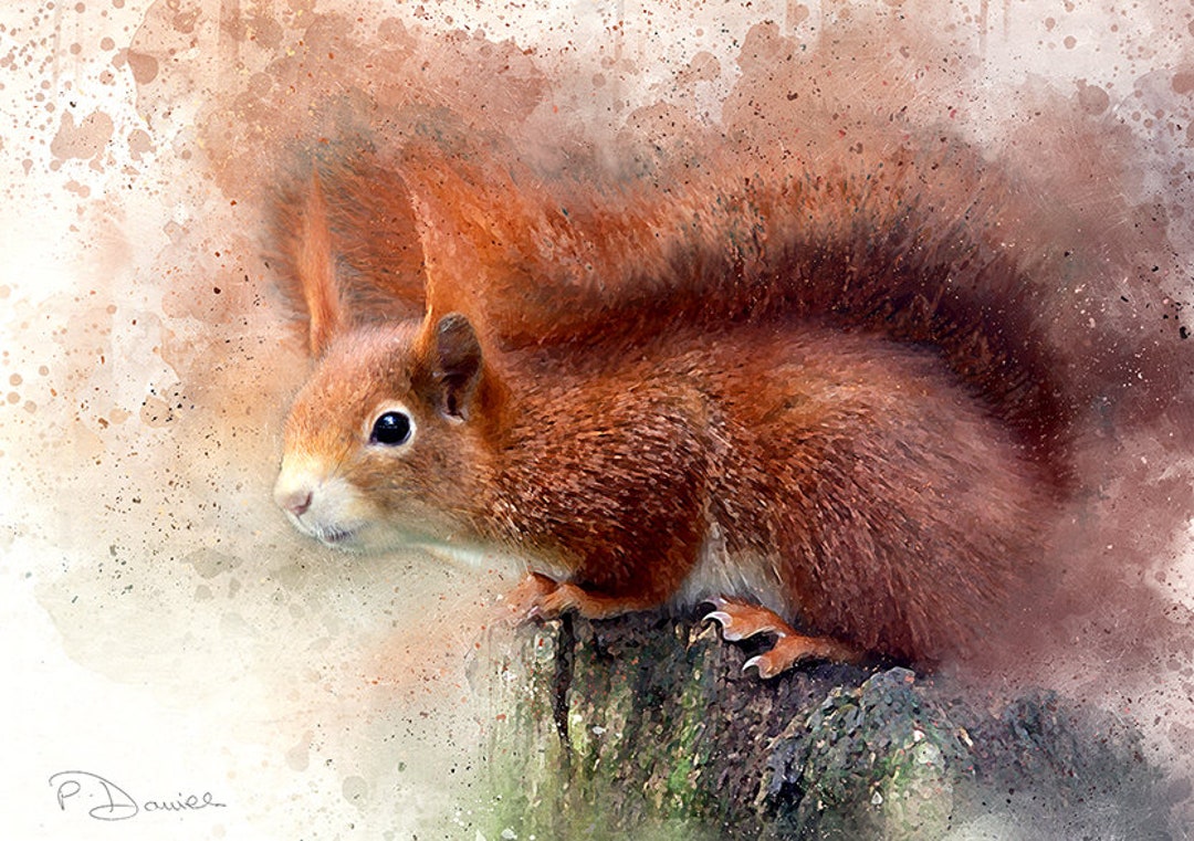 Red Squirrel Print – Limited Edition Art – From Original Phil Daniels ...