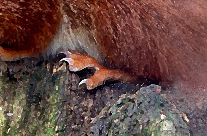 Red Squirrel Print – Limited Edition Art – From Original Phil Daniels ...
