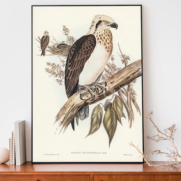 Osprey Art - Etsy