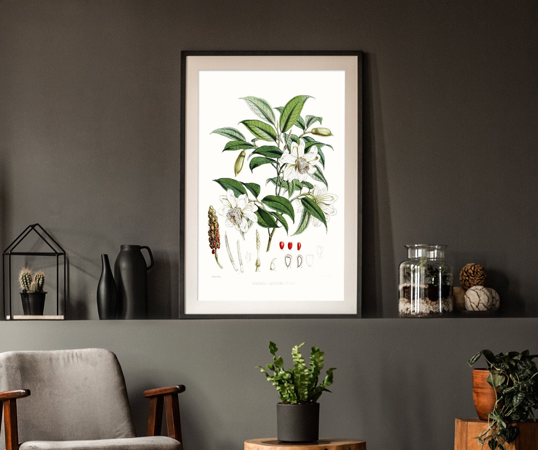 Vintage Plant and Flower Botany Poster Illustration - Etsy