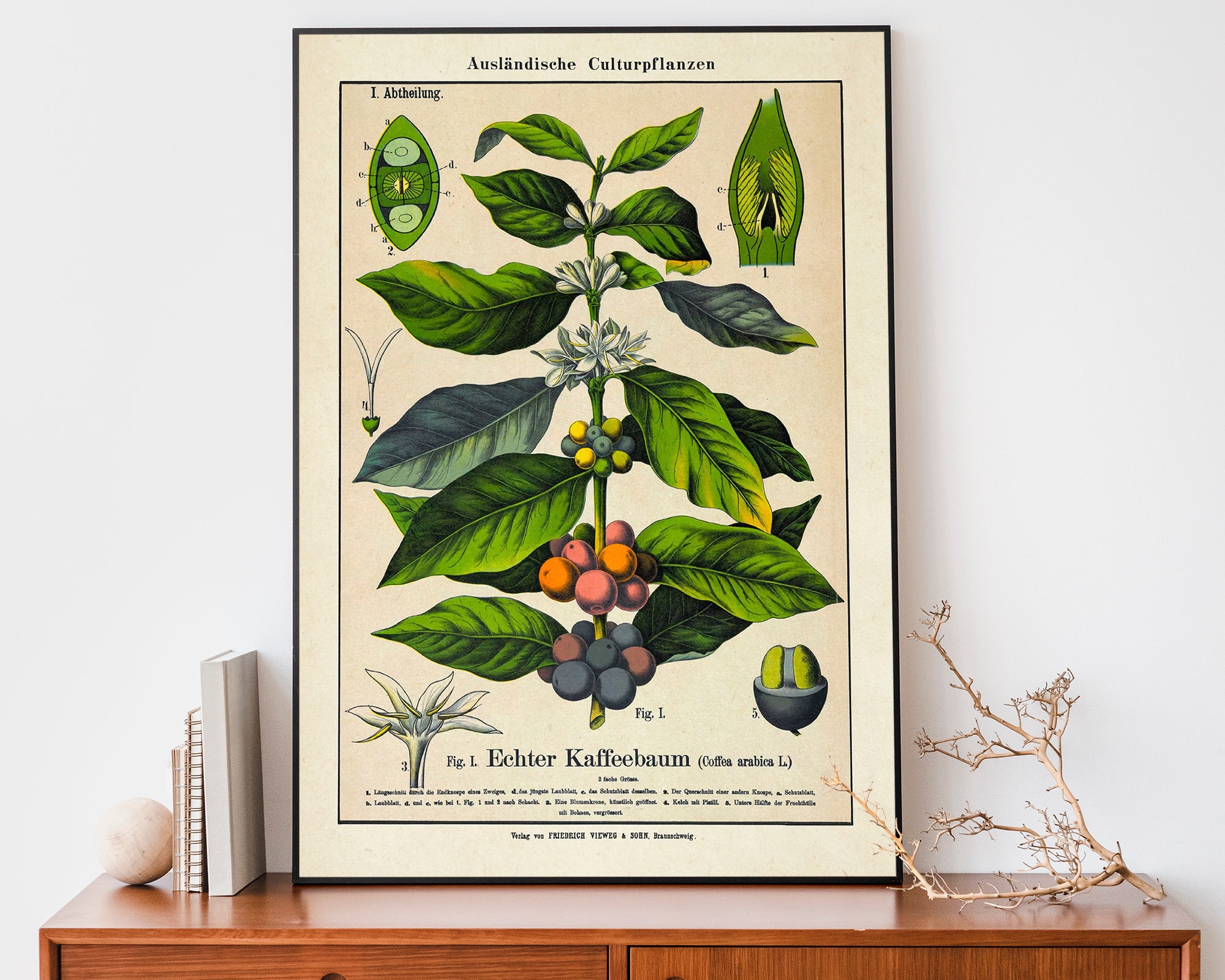 Coffee Plant Illustration