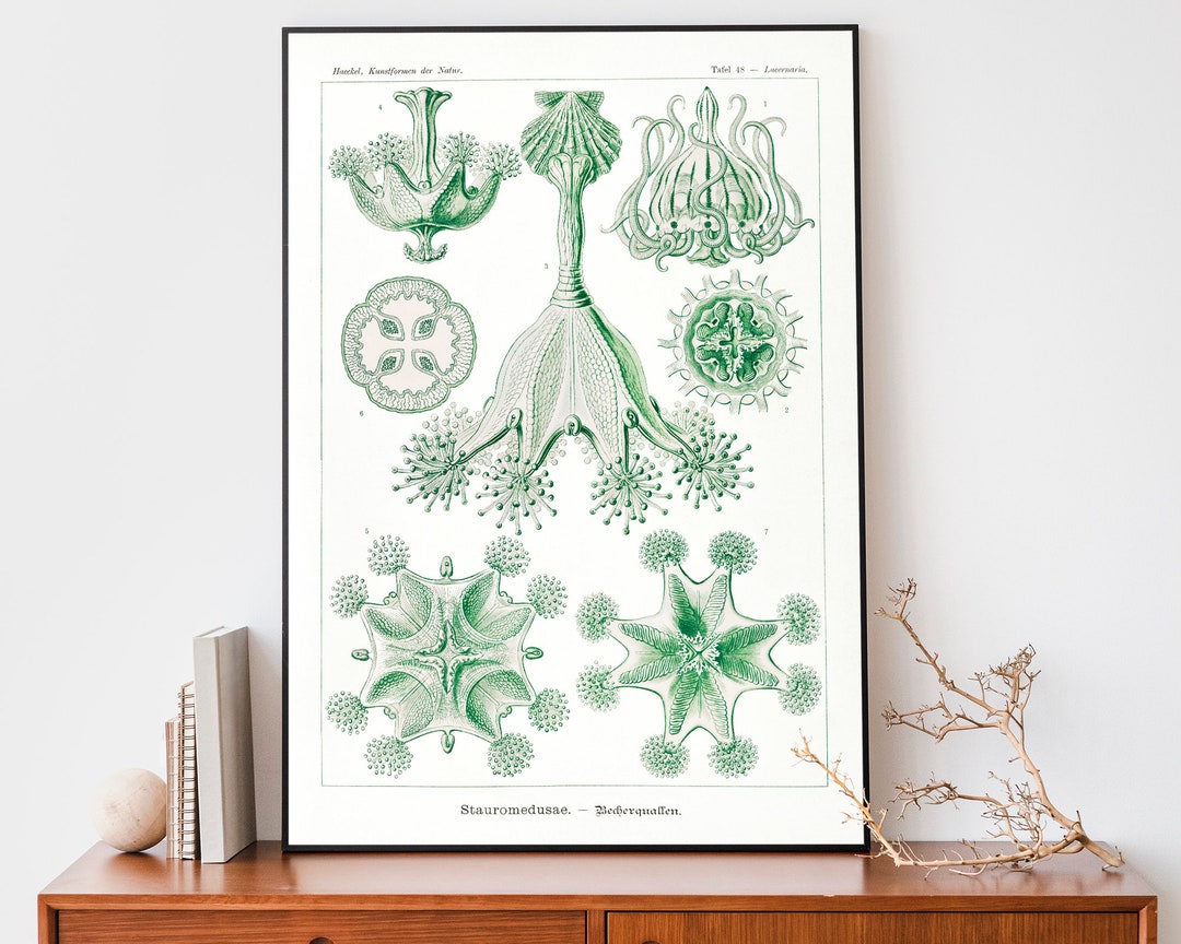 Vintage Ernst Haeckel Art Print, Stauromedusae Drawing, Scientific ...
