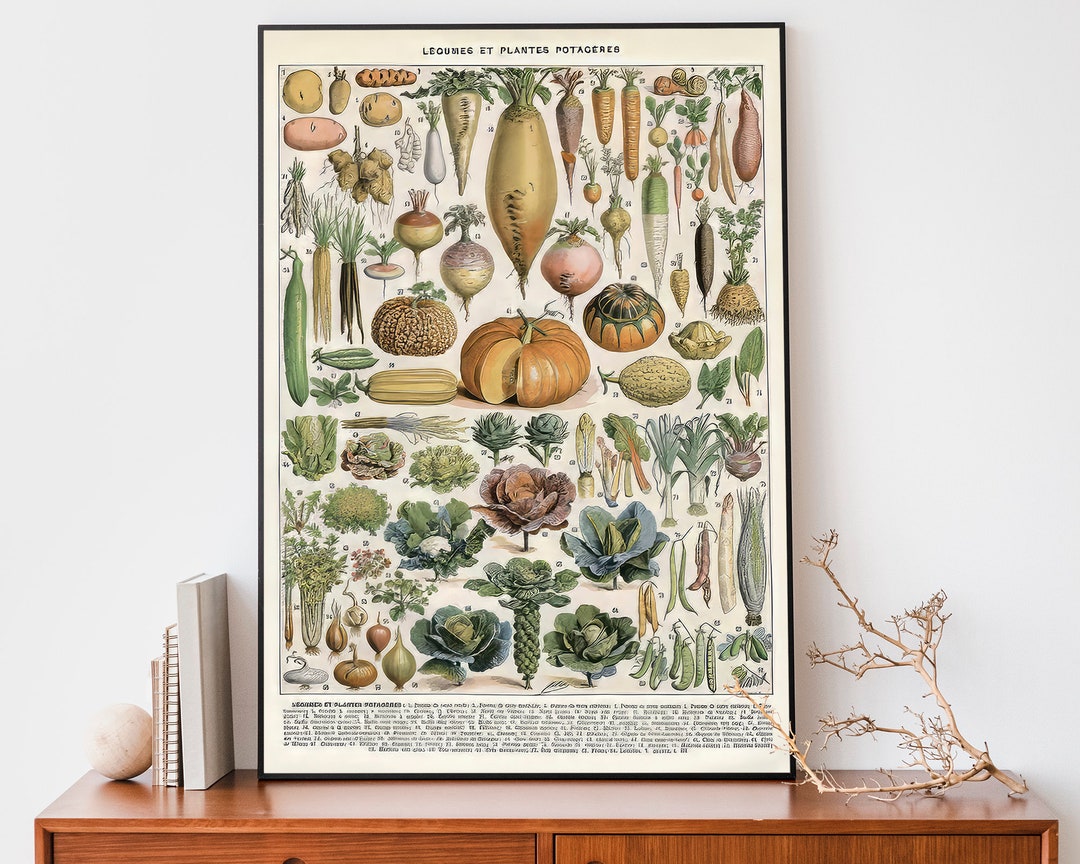 Vintage Vegetable Poster, Kitchen Wall Art, Antique Food Illustration ...