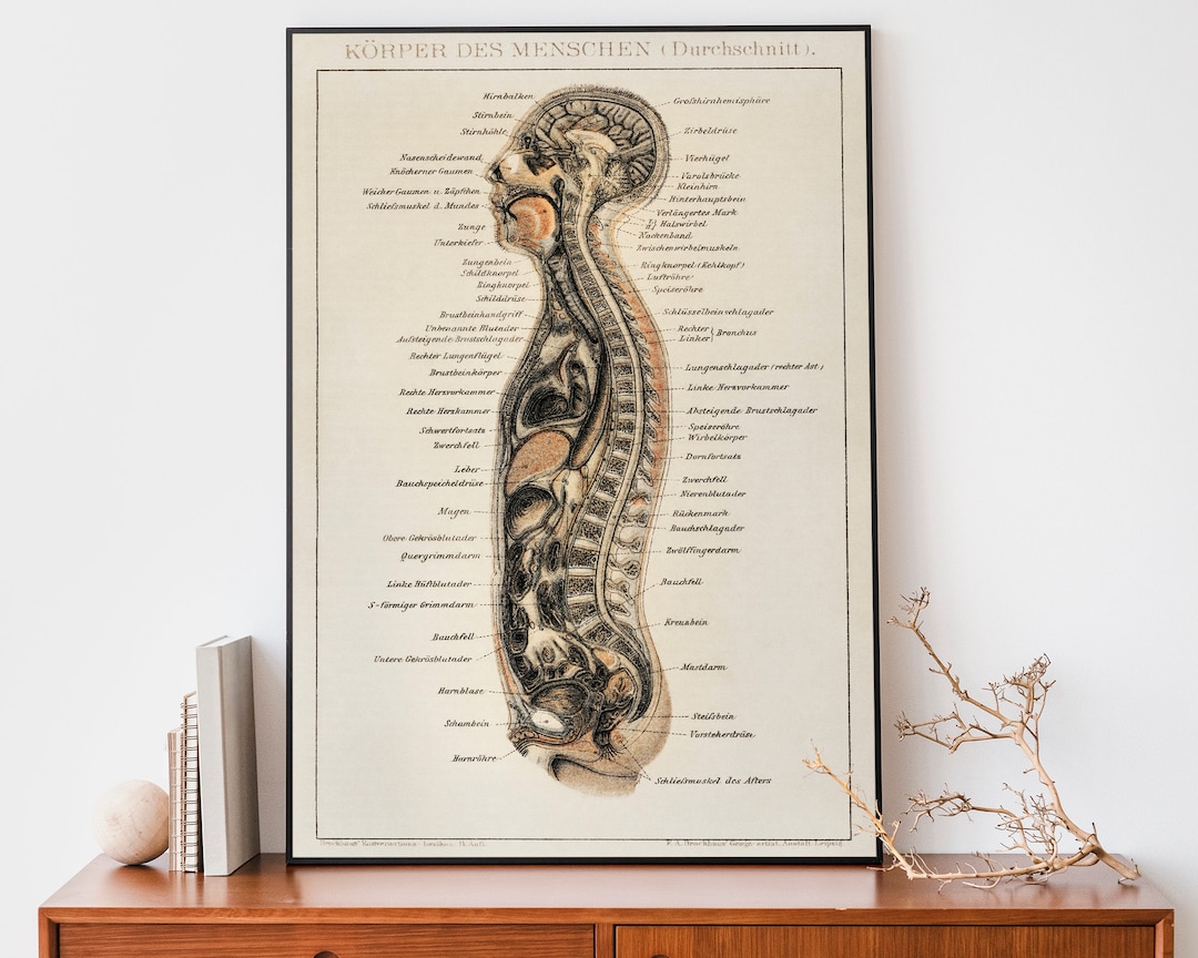Vintage Human Body Print, Medical Wall Art, Surgical Art, Anatomy Wall ...