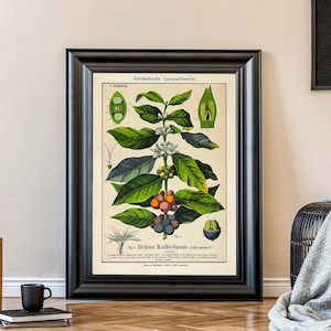 Vintage Coffee Plant Art Print, Botanical Illustration, Rustic Boho ...