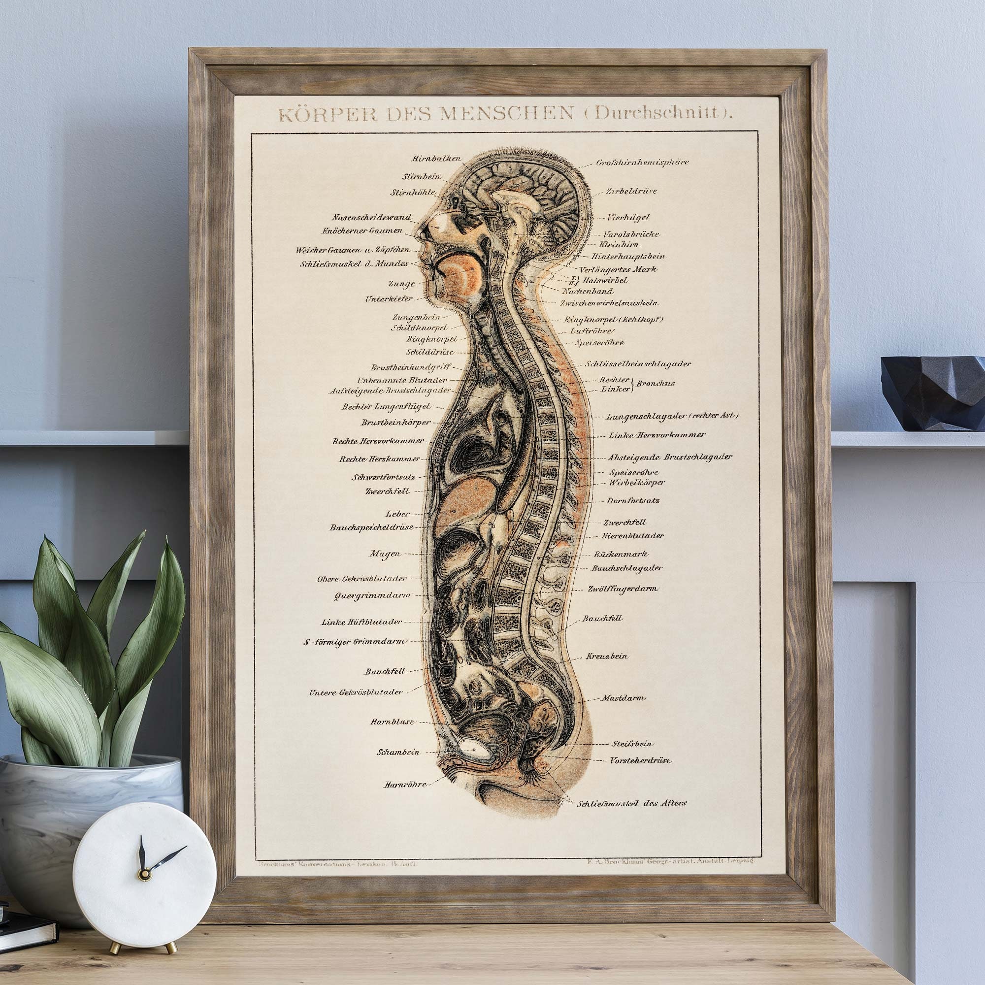 Vintage Human Body Print, Medical Wall Art, Surgical Art, Anatomy Wall ...