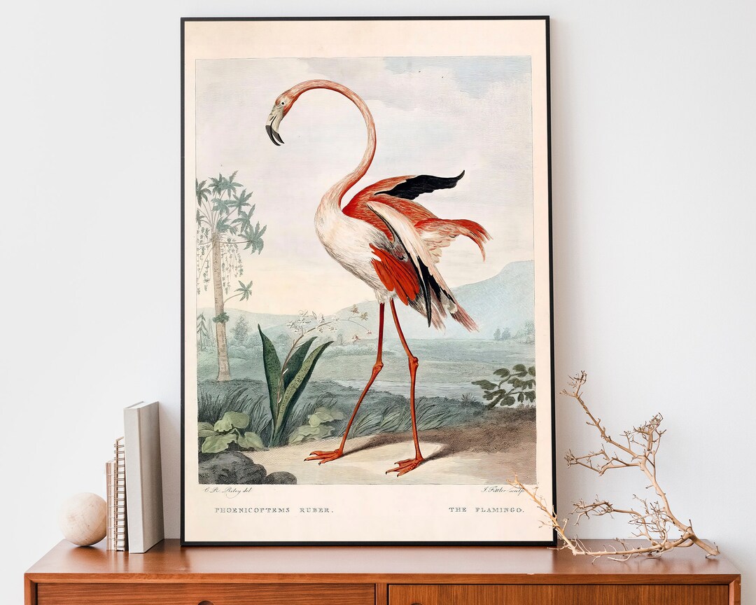 Vintage Flamingo Illustration Art Print, Bird Illustration, Pink Bird ...