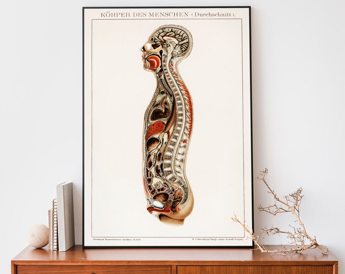 1896 Ligaments of the Human Body Antique Lithograph Print, Anatomy ...