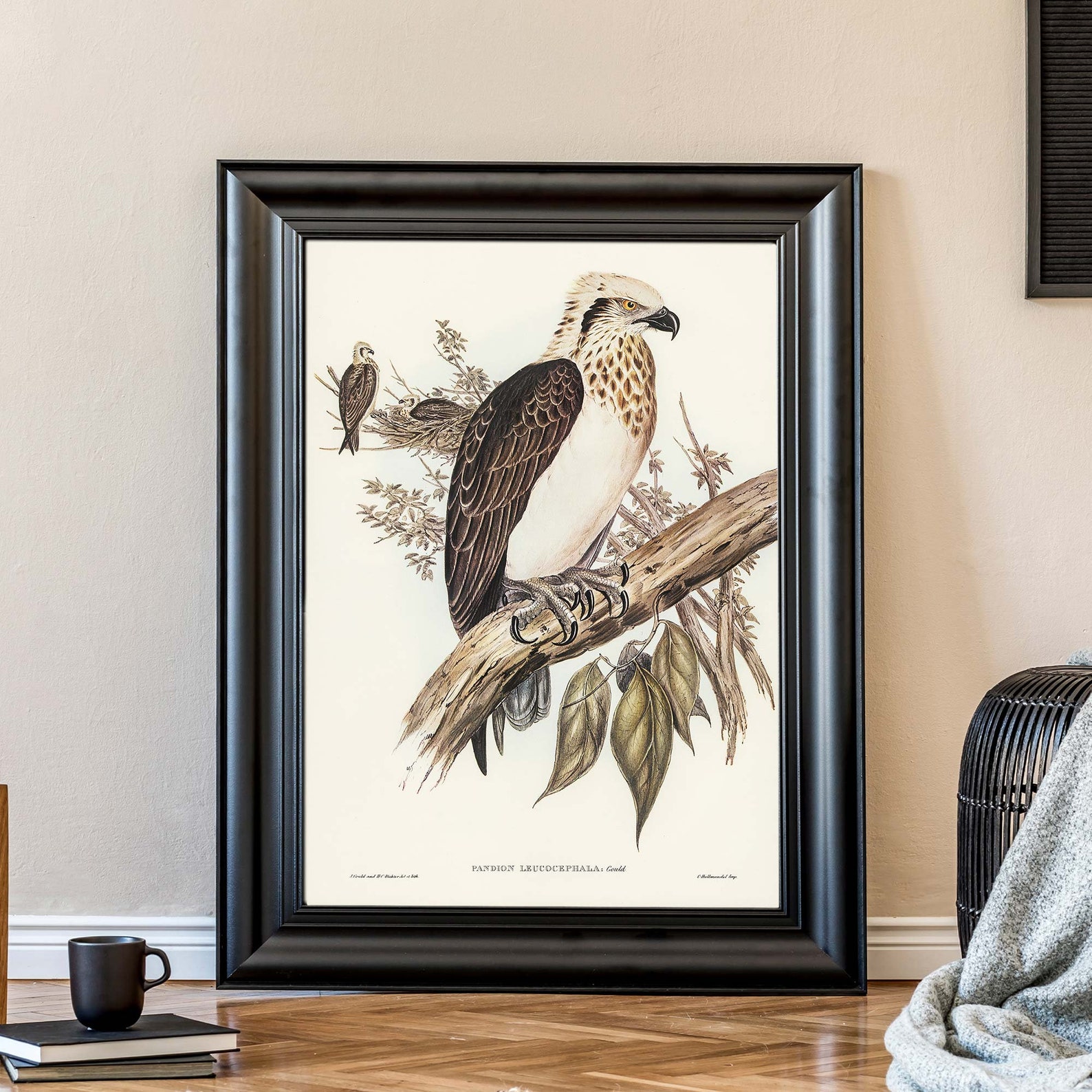Vintage Osprey Art Print, Birds of Australia Poster, Antique Bird of ...