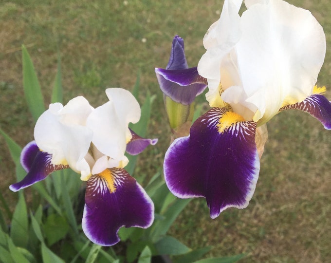 Iris Old Fashioned Tall Bearded Iris Rhizome Two Toned Purple and White ...