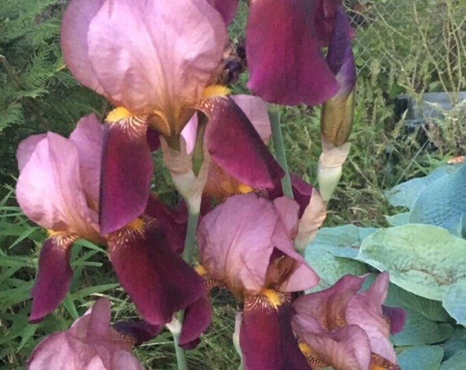 Iris Tall Bearded Old Fashioned Iris Two Toned Maroon Red Cottage ...