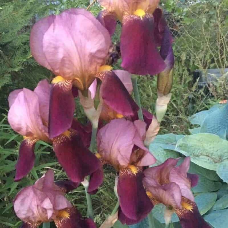 Reblooming Bearded Iris - Etsy