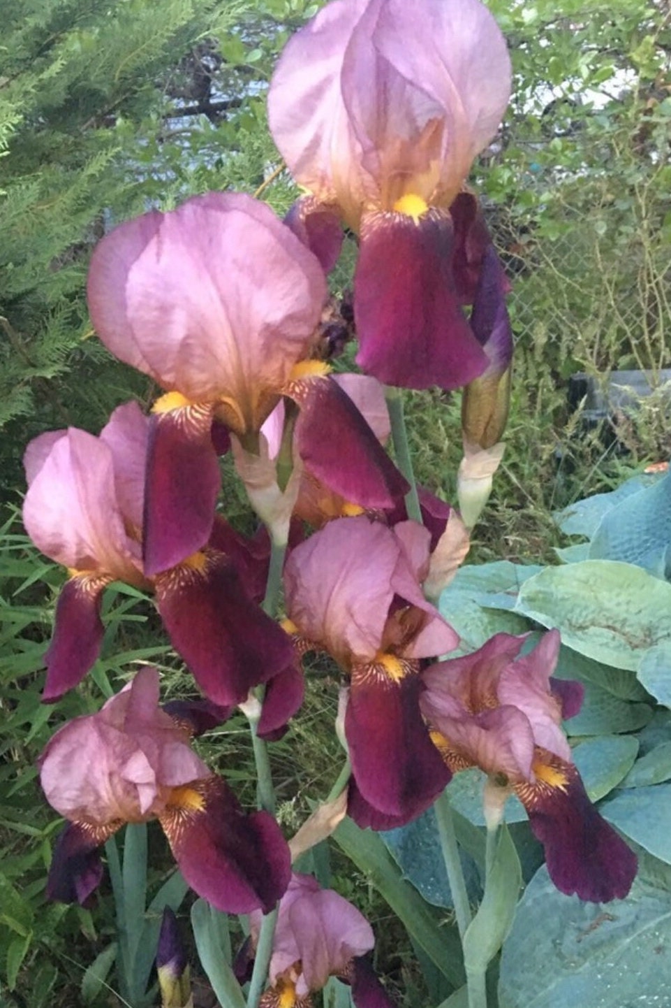 Iris Tall Bearded Old Fashioned Iris Two Toned Maroon Red Cottage ...