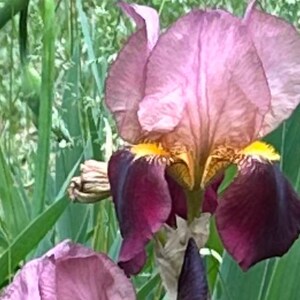 Iris Tall Bearded Old Fashioned Iris Two Toned Maroon Red Cottage ...