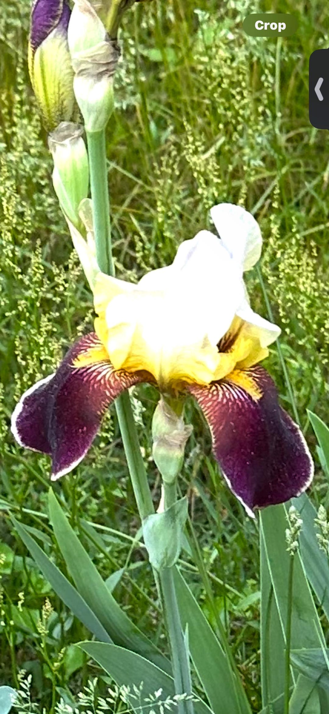 Iris - Old Fashioned Two-tone Tall Bearded Iris - Etsy