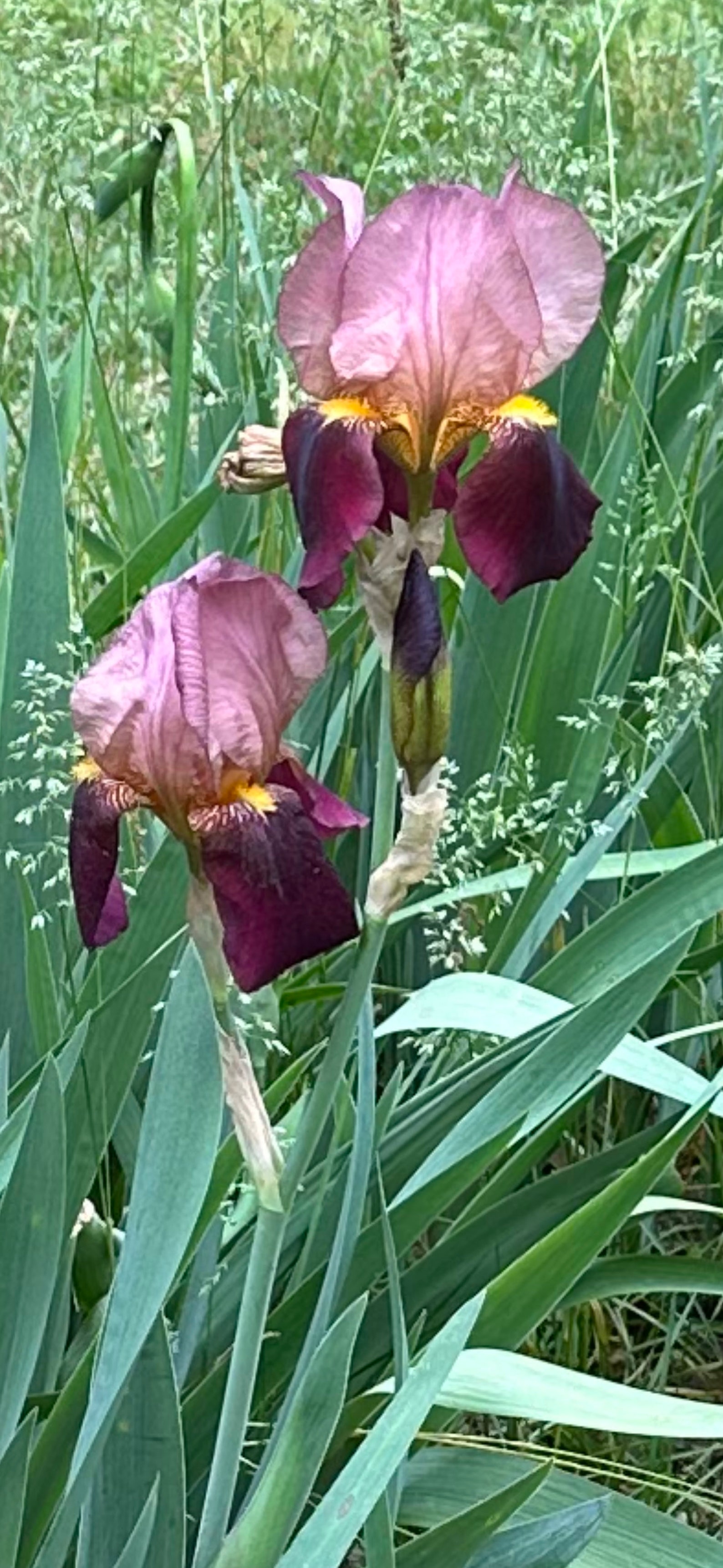 Iris Tall Bearded Old Fashioned Iris Two Toned Maroon Red Cottage ...