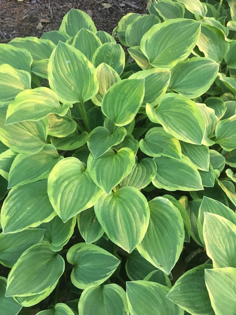 Hosta Tiara Perennial Plants - Etsy