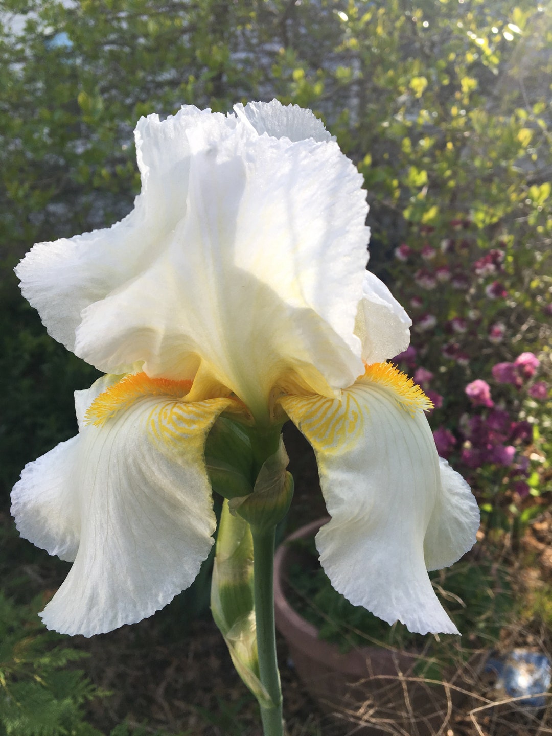 Old Fashioned Tall Bearded Iris Pale Yellow Cottage Garden Drought ...