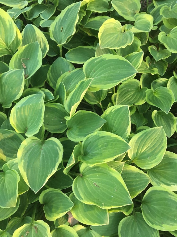 Hosta Tiara Perennial Plants - Etsy