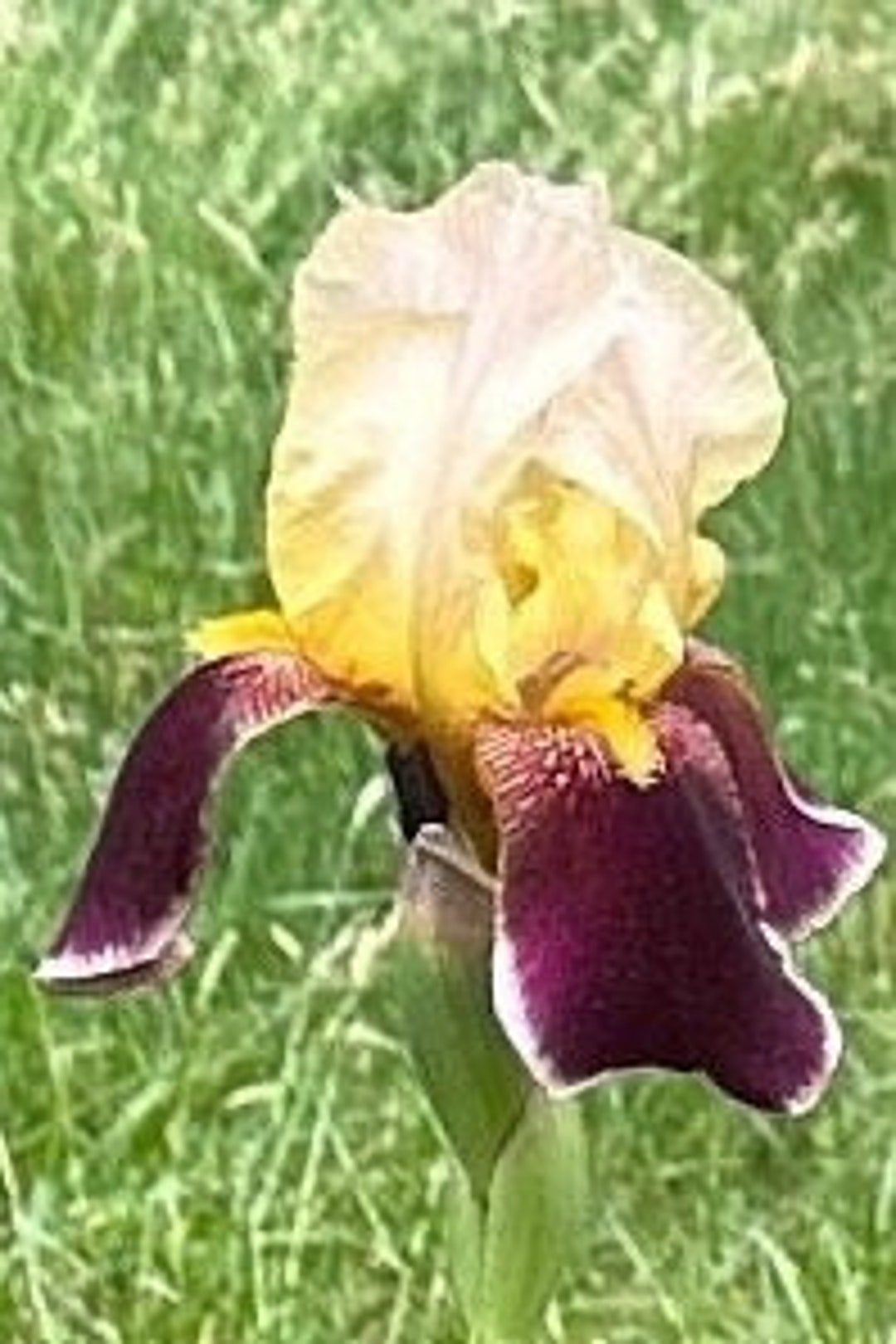 Iris Old Fashioned Tall Bearded Iris Two Toned Maroon and Blush Iris ...