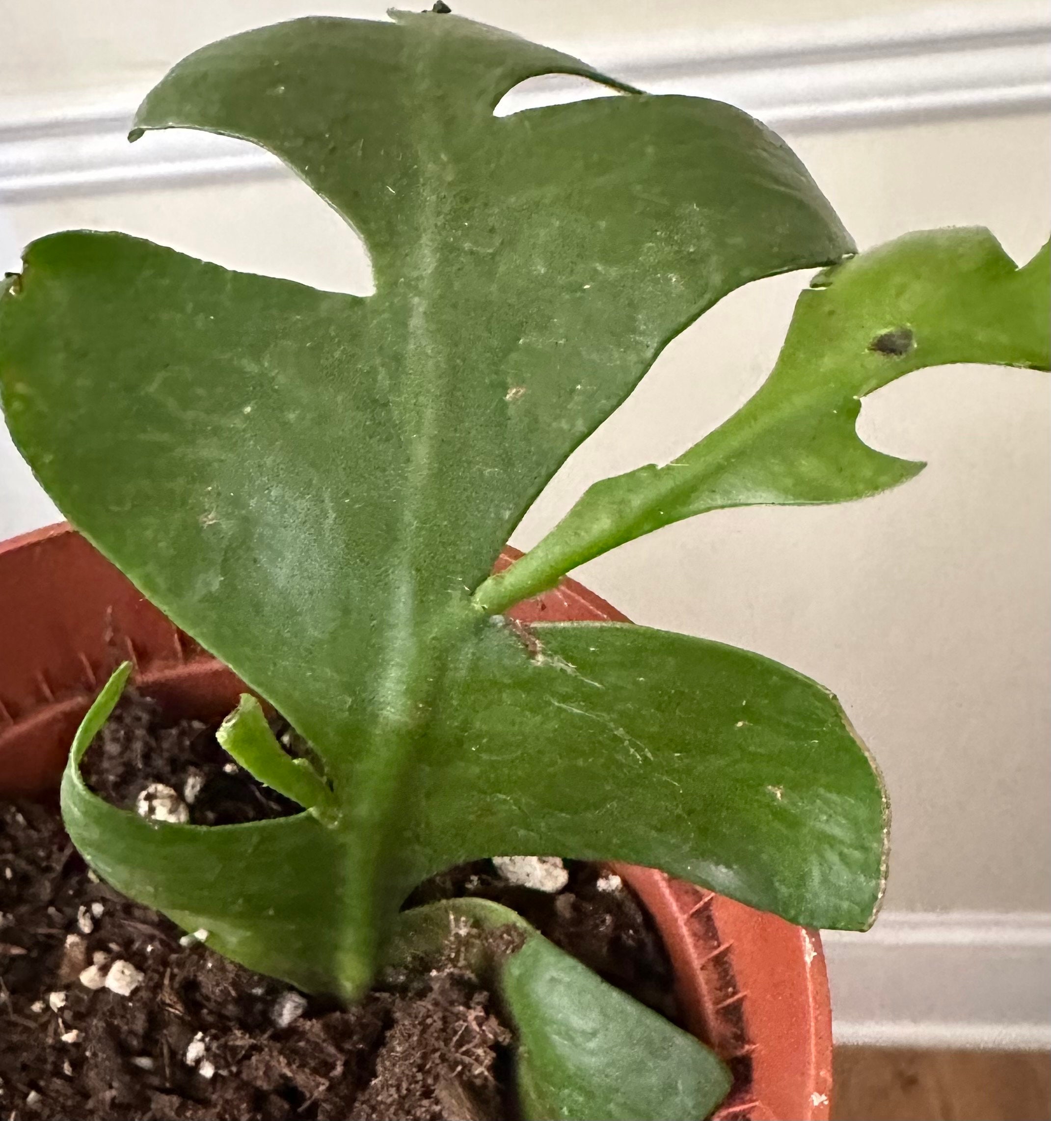 Shark Tooth Zig Zag Cactus Succulent Cutting - Etsy