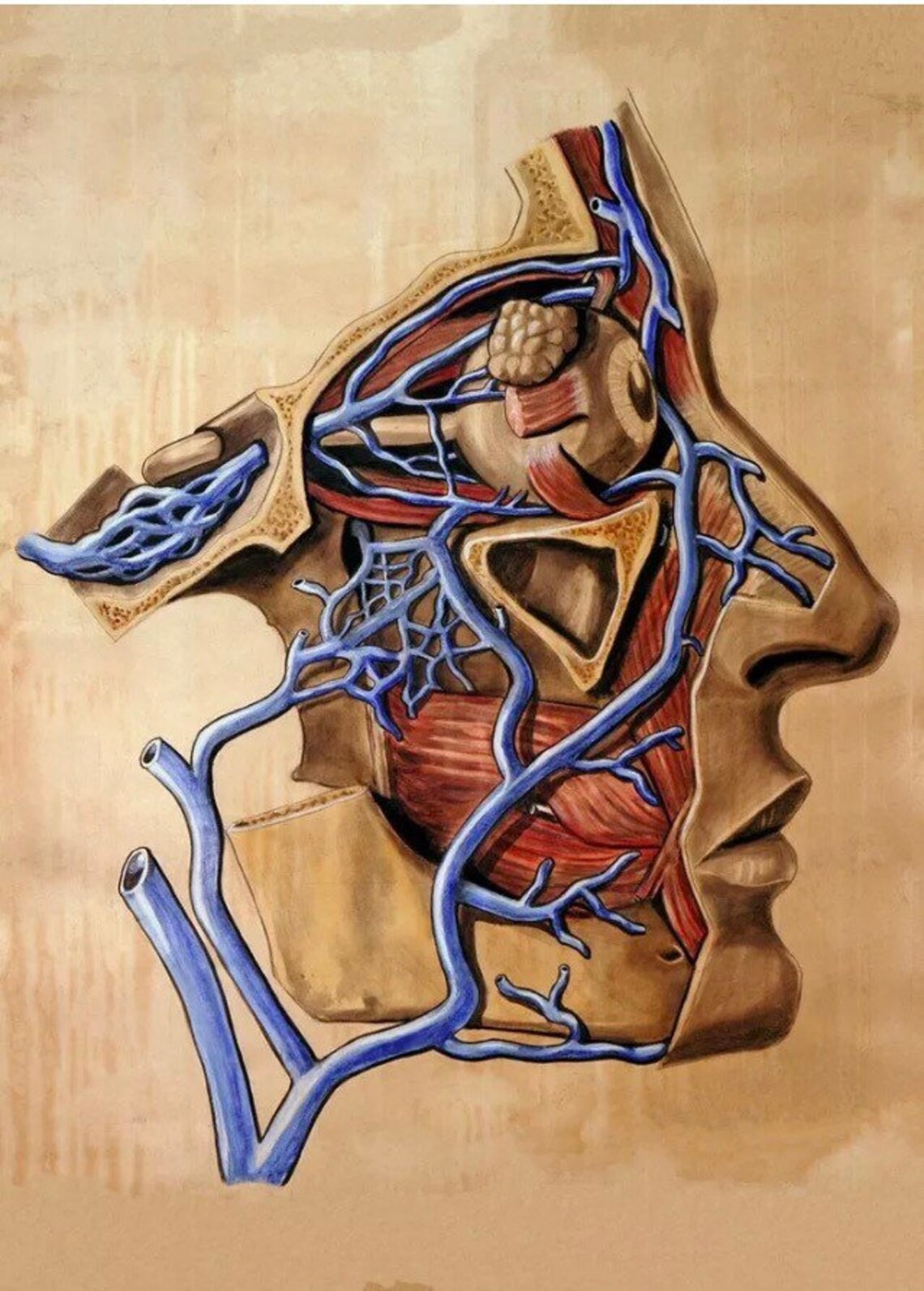 Blood Vessels of the Face Anatomy Poster Eisler Schorn 1900s - Etsy UK