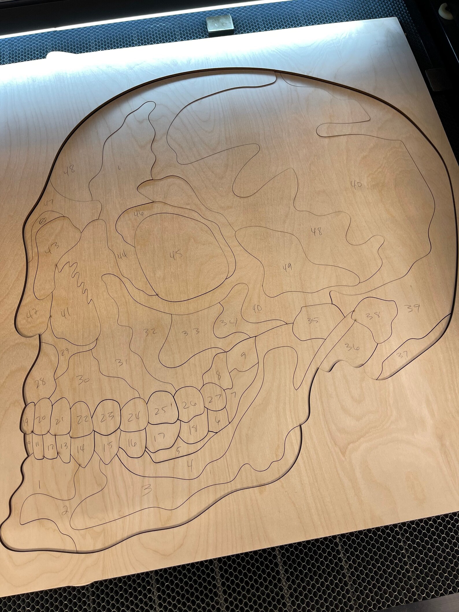 SVG / Skull / Laser Cut File / Digital Design / Skeleton SVG - Etsy Canada