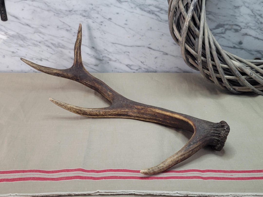 Old Antler From Red Deer / Vintage Decoration / Old Antler / Deer ...
