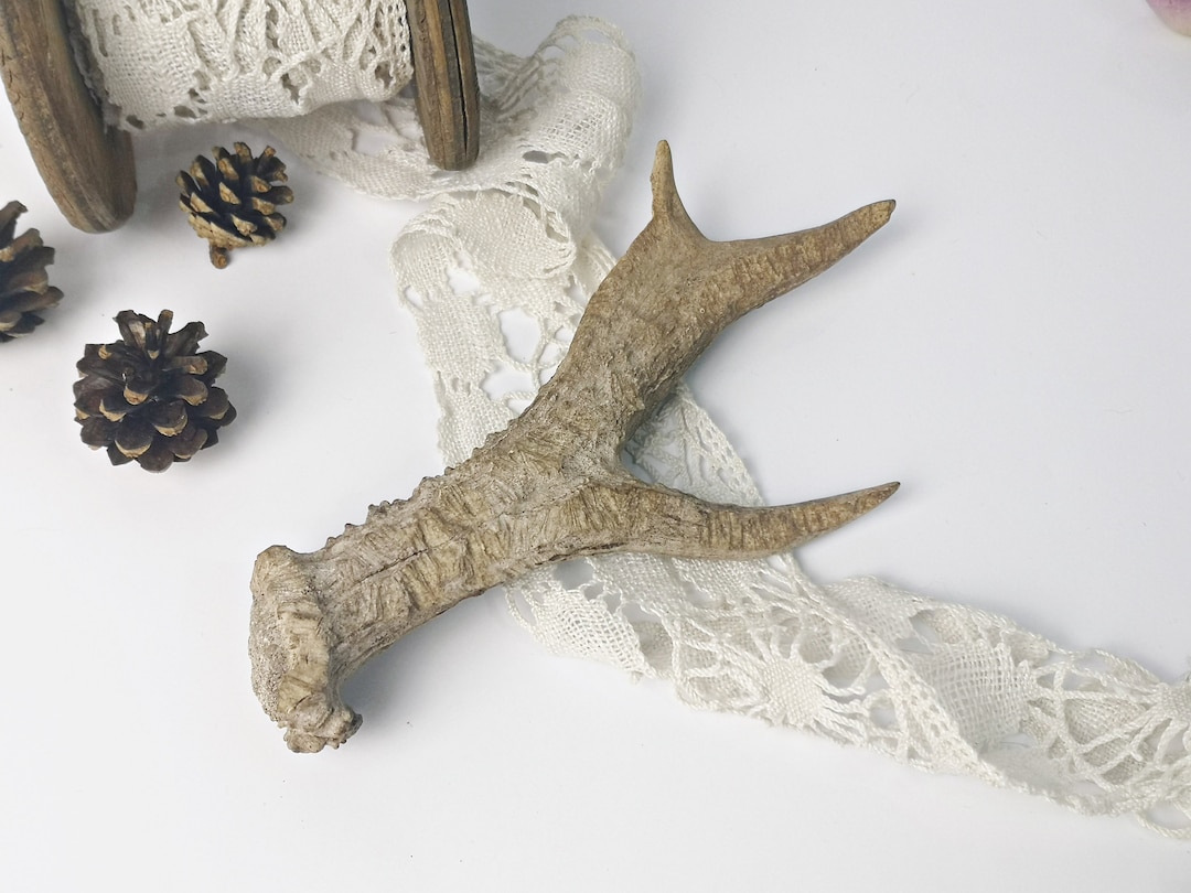 Small Antler / Vintage Decoration / Small Horn / Old Antler / Roe Deer ...