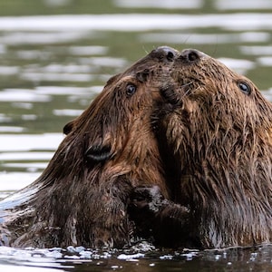Fighting Beavers Wildlife Photography Print in Greenbelt Maryland ...