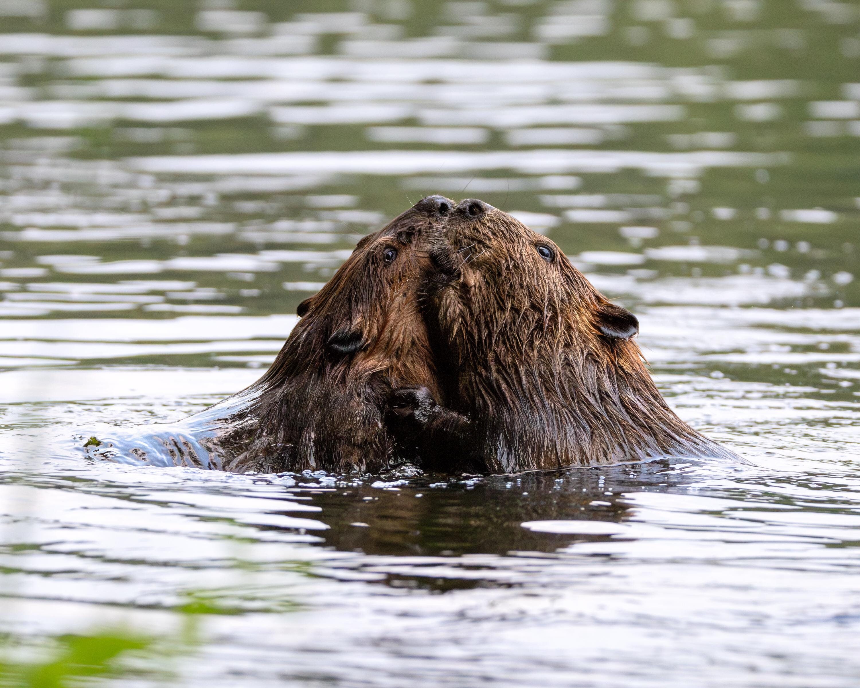 Fighting Beavers Wildlife Photography Print in Greenbelt Maryland ...