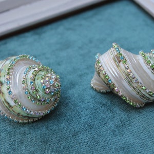 Turbo Pearled Rhinestone Seashell Ornaments, Natural Polished ...