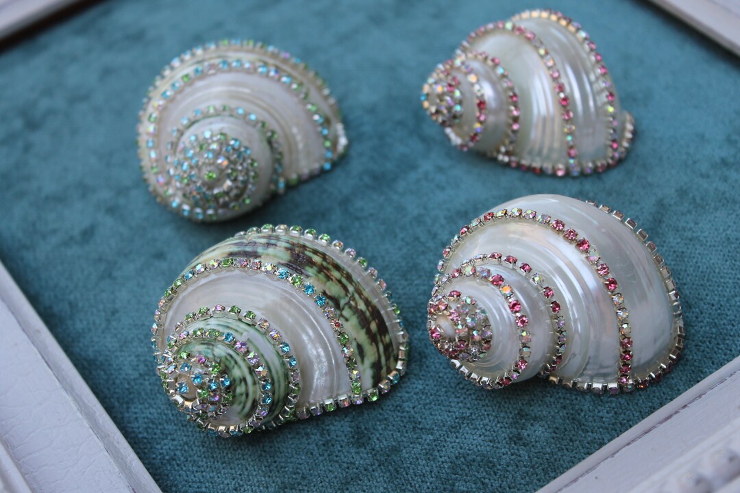 Turbo Pearled Rhinestone Seashell Ornaments, Natural Polished ...