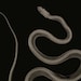 Aesculapian Snake X-ray Art Print - Vintage Radiographic Print ...