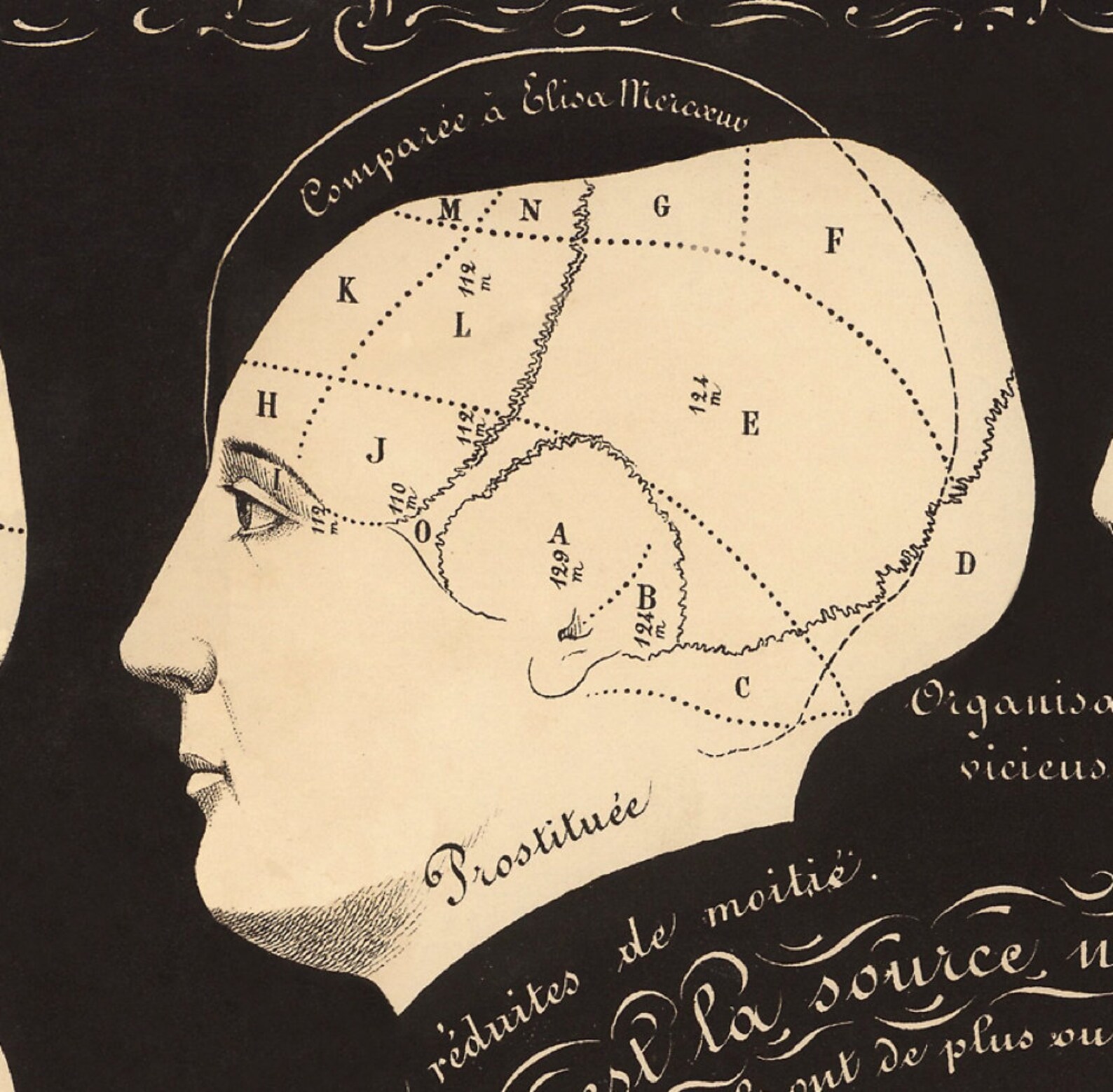 Phrenology Head Vintage Art Print Organographie Du Crane Humain ...
