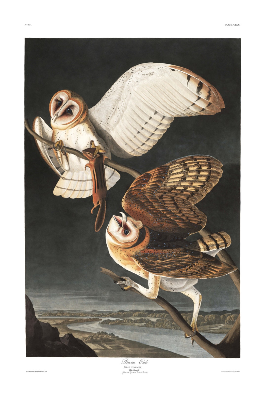 Audubon Barn Owl Art Print - Vintage Art Print - Nature Art - Bird ...