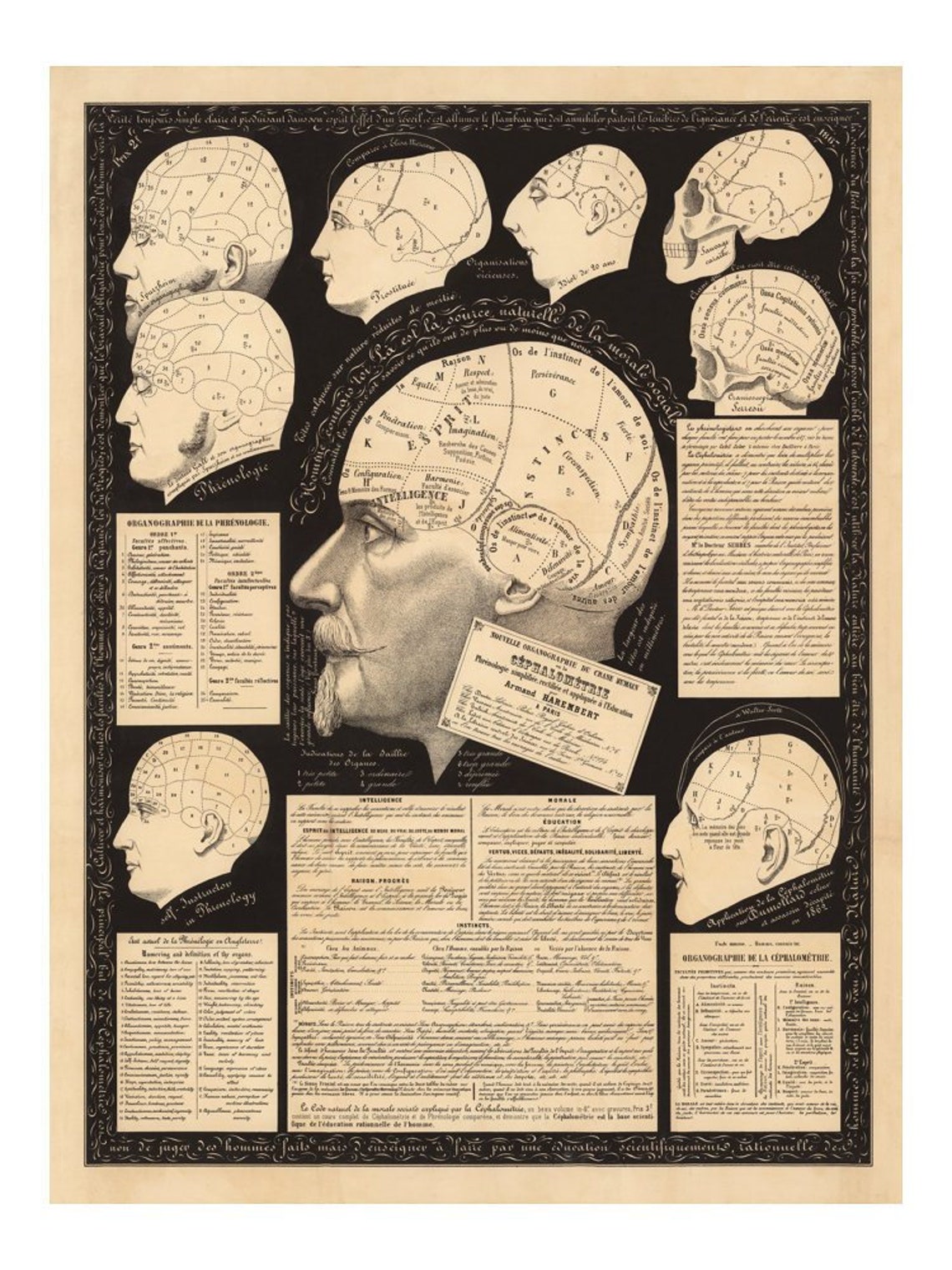 Phrenology Head Vintage Art Print Organographie Du Crane - Etsy