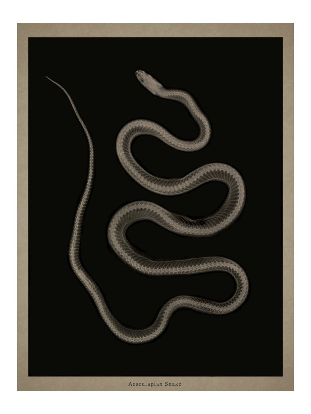 Aesculapian Snake X-ray Art Print - Vintage Radiographic Print ...