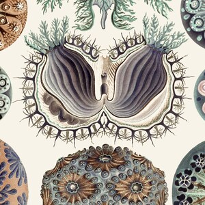 Haeckel's Ascidiae Sea Life Print - Vintage Nature Art - Ocean Print ...